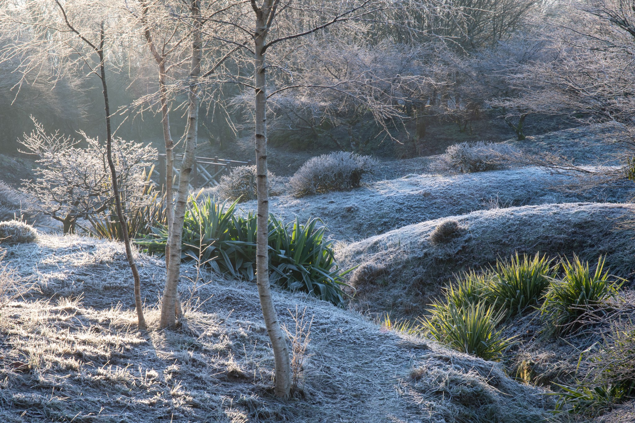 WILEY AT WILDSIDE | Risk-taking in Landscape