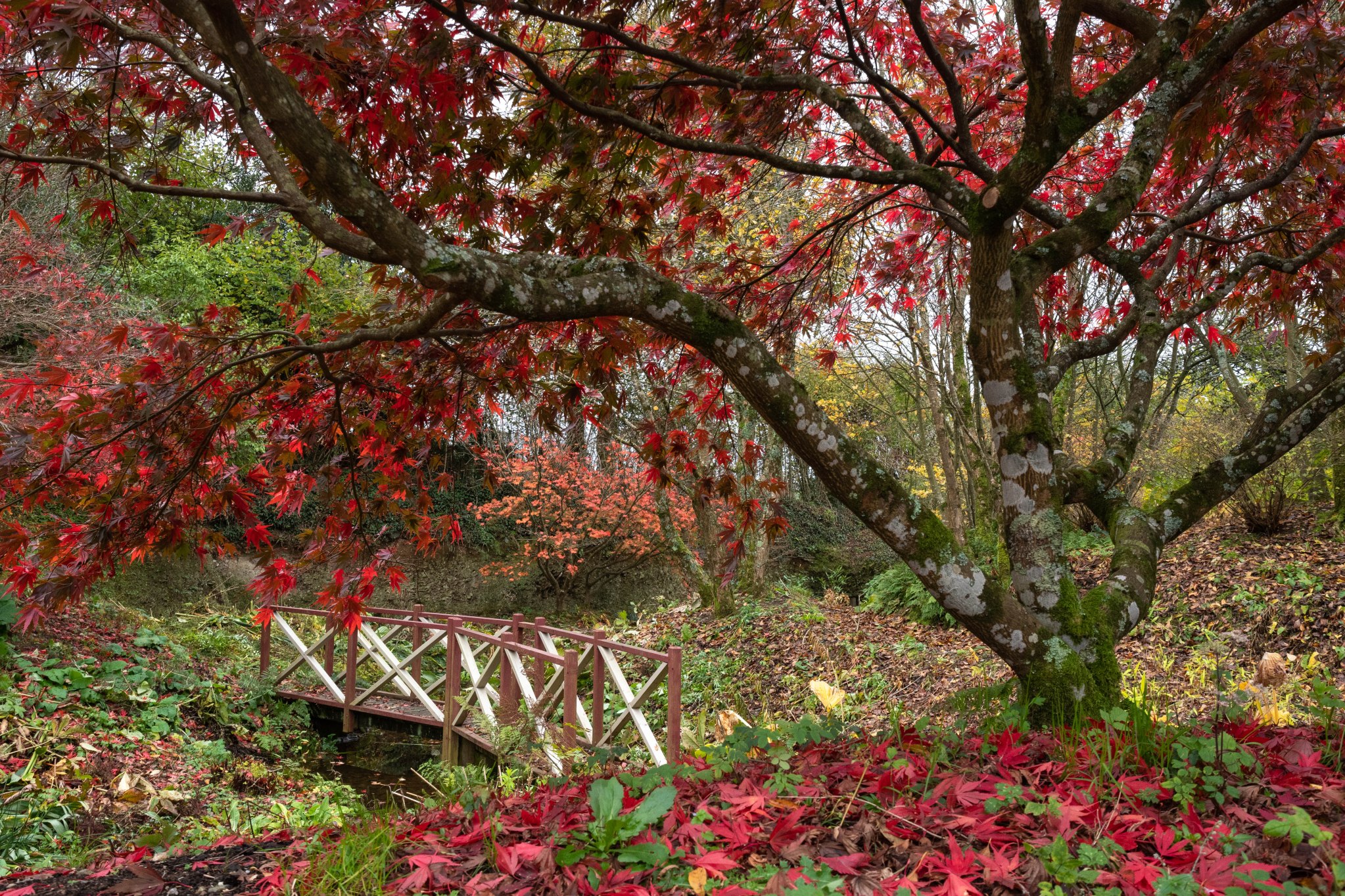 WILEY AT WILDSIDE | Risk-taking in Landscape