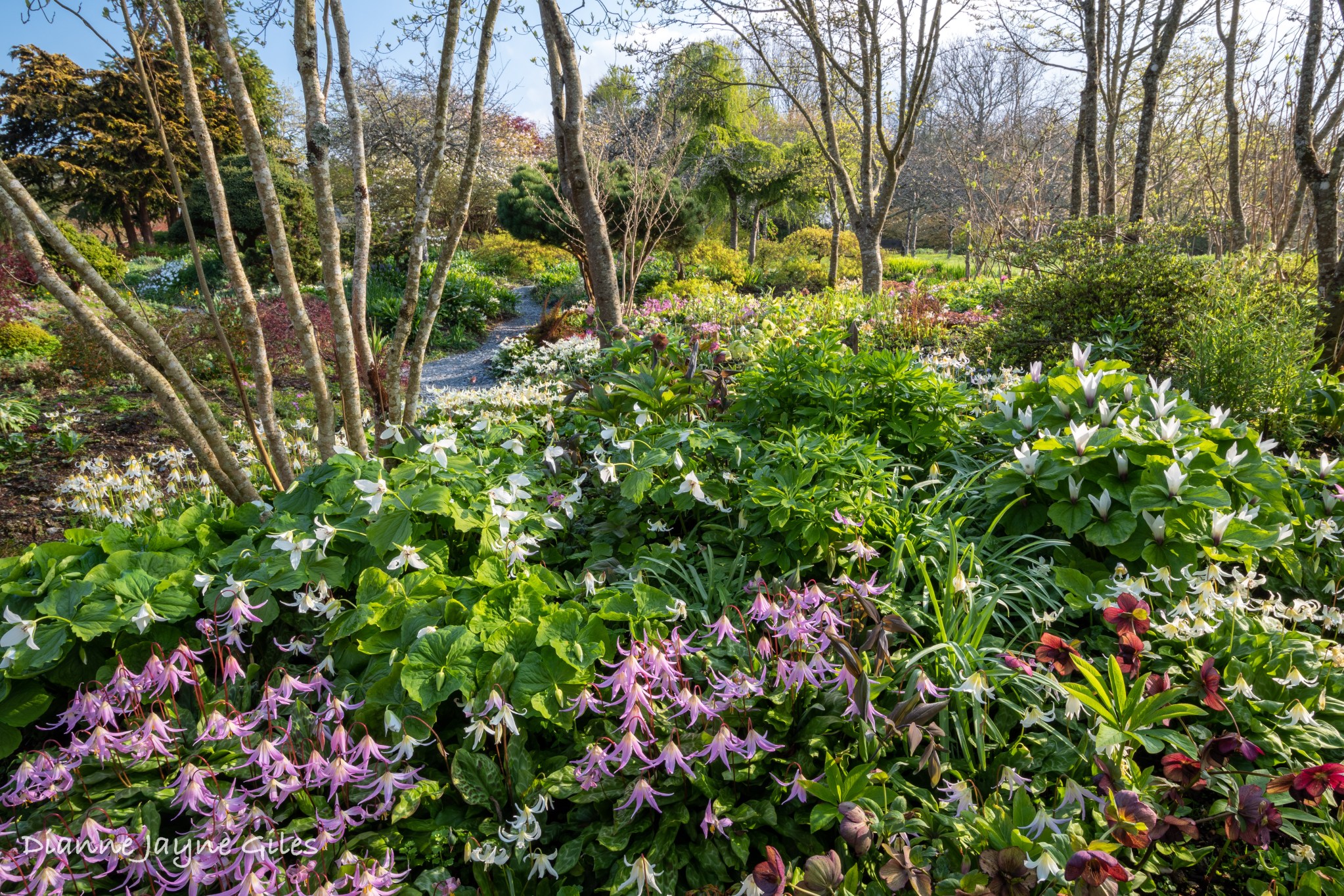 WILEY AT WILDSIDE | Risk-taking in Landscape