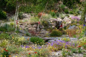 THE ROS WILEY TRIBUTE GARDEN | WILEY AT WILDSIDE